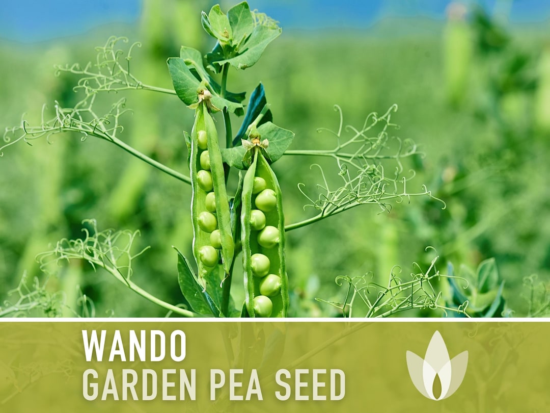 Wando Garden Pea Heirloom Seeds - Etsy