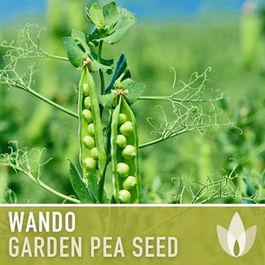 Wando Garden Pea Heirloom Seeds - Etsy