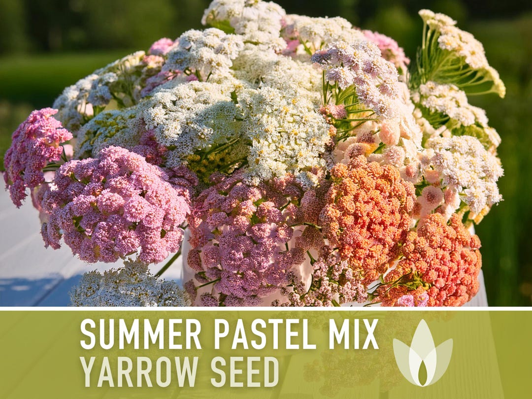 Yarrow, Summer Pastel Flower Seed Mix - 50 Heirloom Seeds, AAS Winner ...