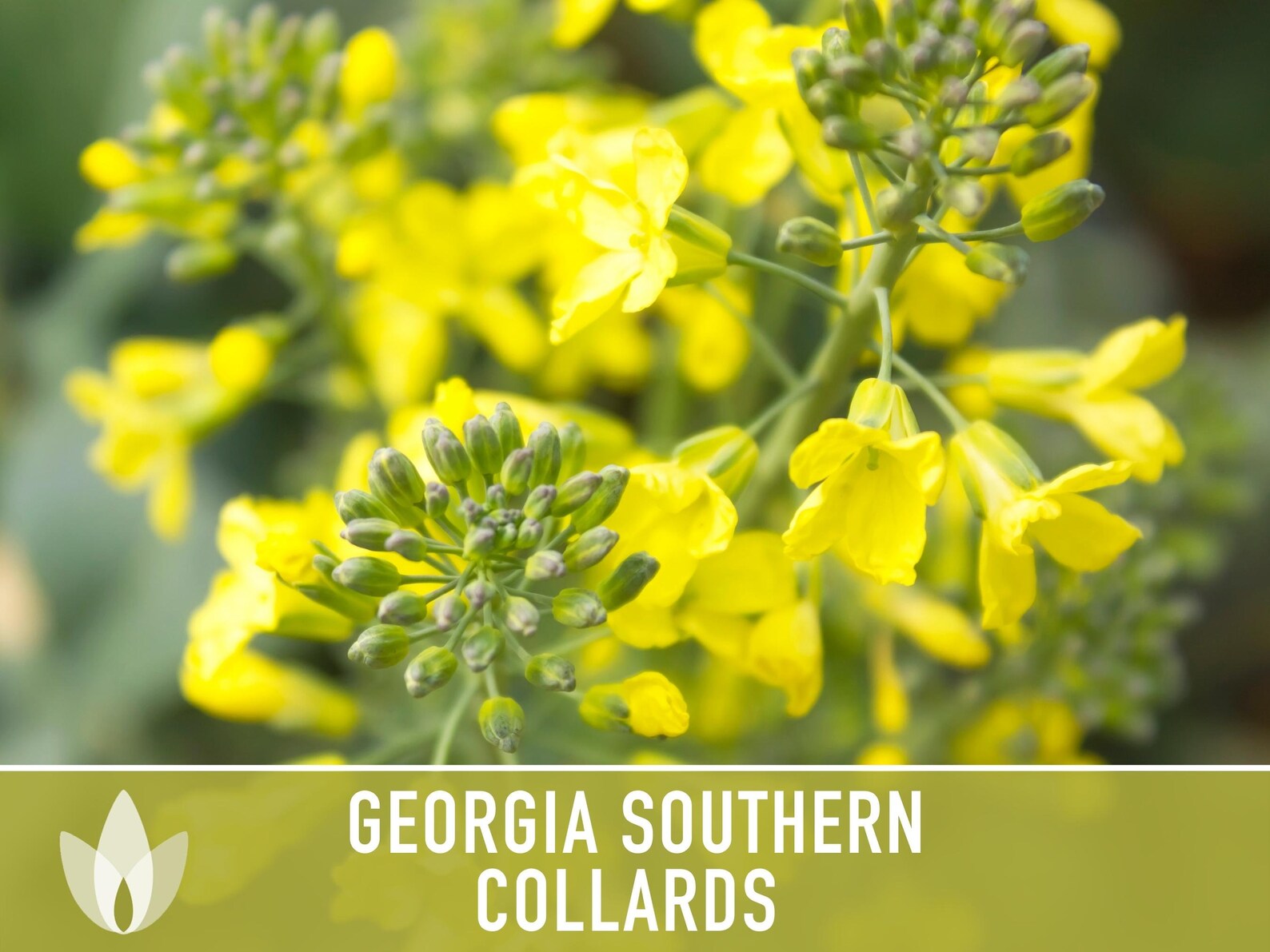 Georgia Southern Collards Heirloom Seeds - Collard Greens, Heat ...