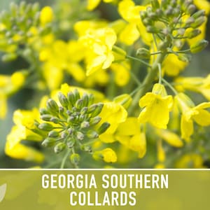 Georgia Southern Collards Heirloom Seeds - Collard Greens, Heat ...