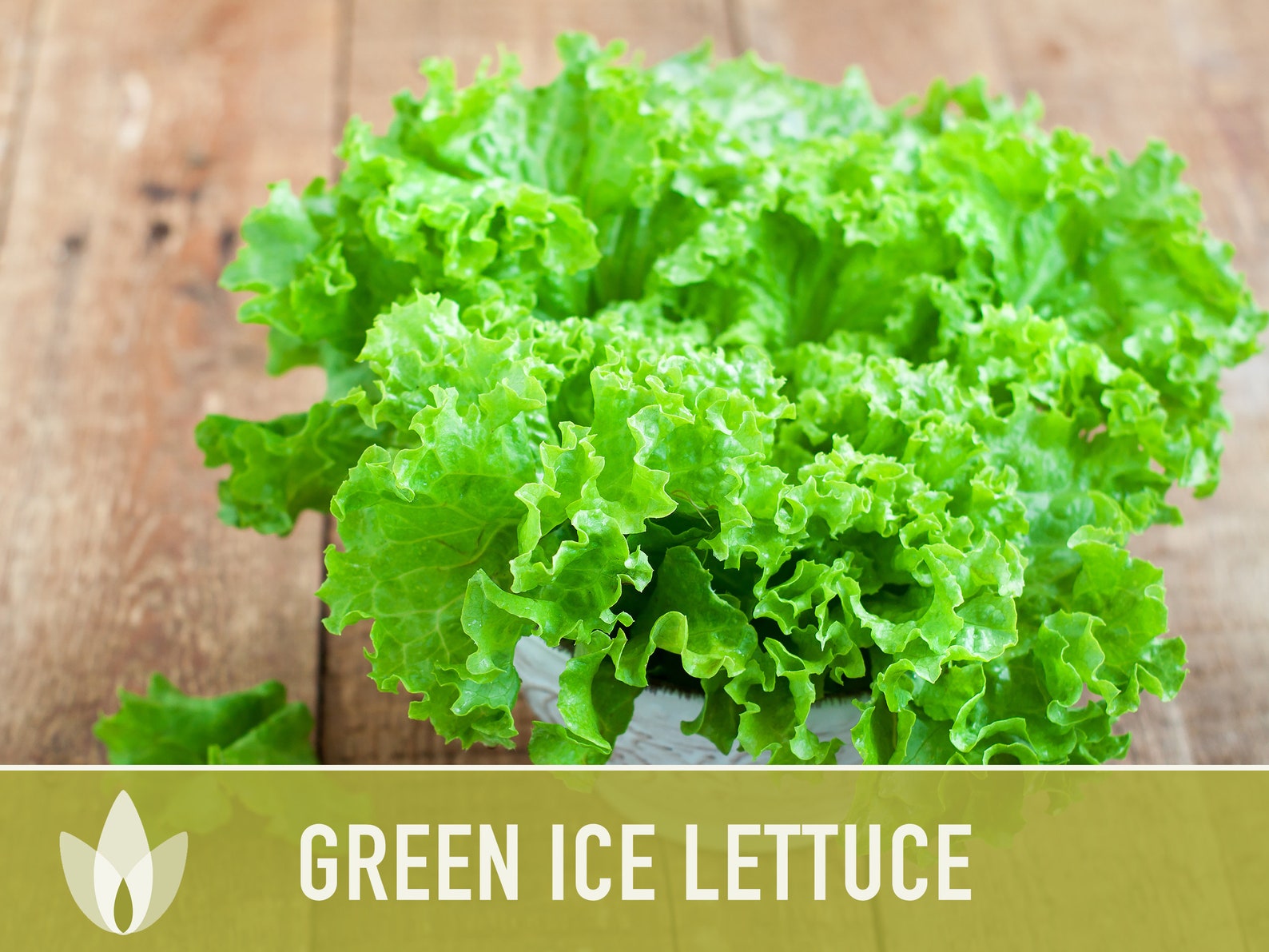 Green Ice Lettuce Heirloom Seeds - Summer Lettuce, Slow Bolting, Heat ...