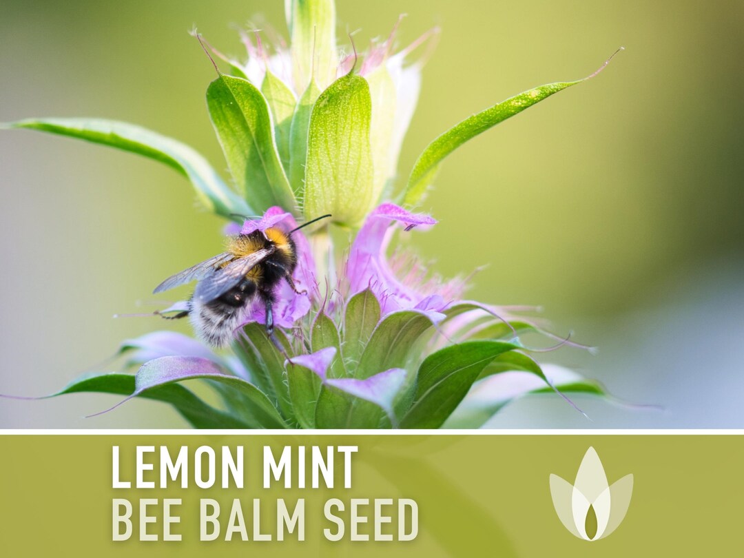 Lemon Mint Bee Balm, Bergamot Herb Heirloom Seeds - Etsy