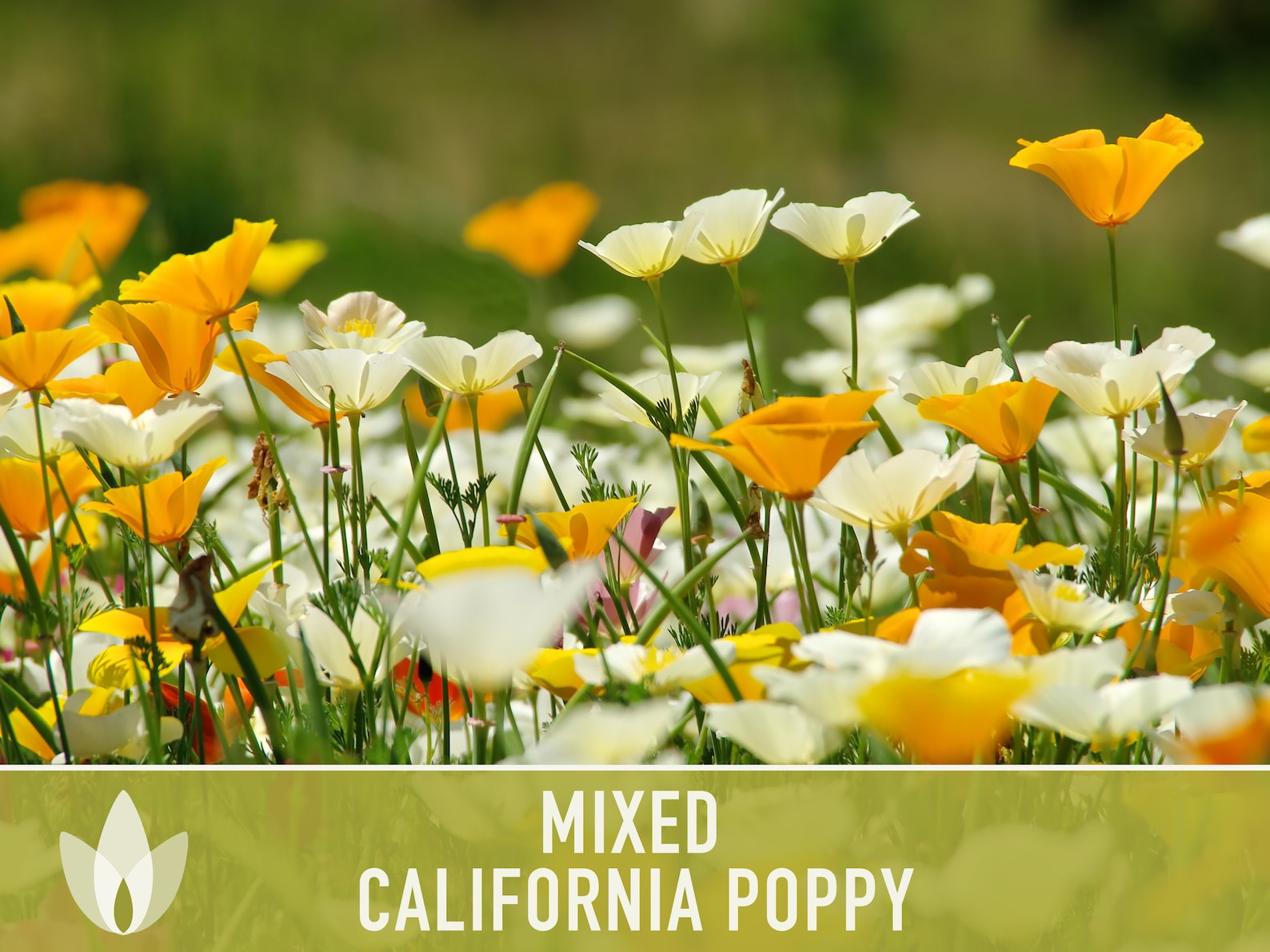 California Poppy Mix Heirloom Seeds Flower Seeds Cool - Etsy