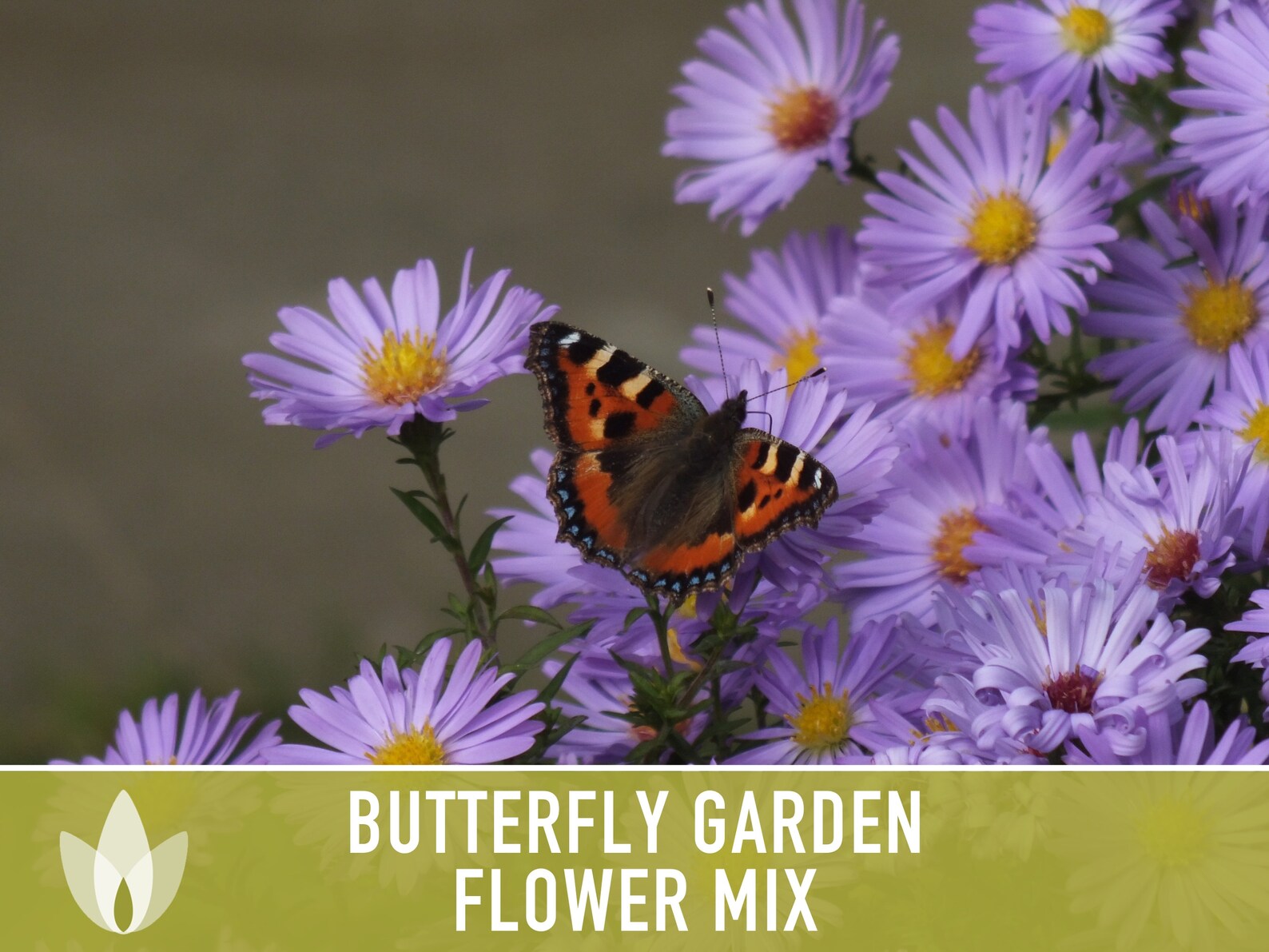 Butterfly Garden Flower Seeds Mix, Heirloom Seeds, Flower Seeds ...
