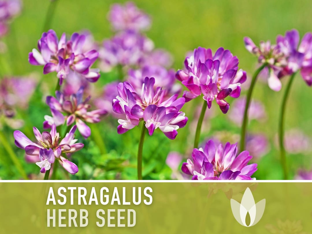 Astragalus Herb Seeds - Heirloom Seeds, Chinese Milk Vetch, Huang Qi ...