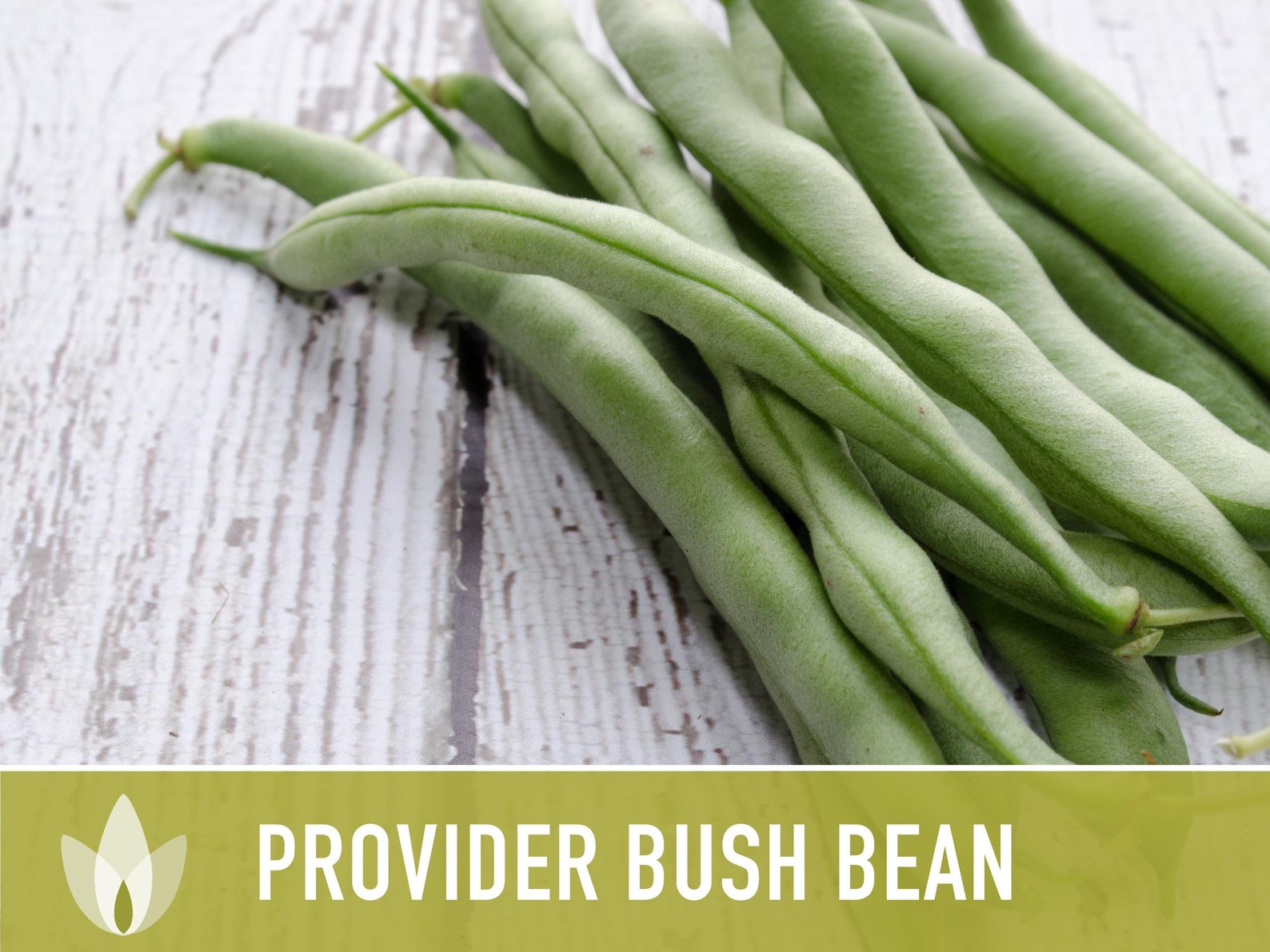 Provider Bush Bean Seeds - Heirloom, Open Pollinated, Easy to Grow ...