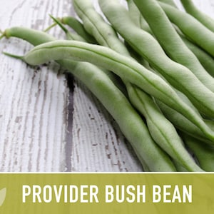 Provider Bush Bean Seeds - Heirloom, Open Pollinated, Easy to Grow ...