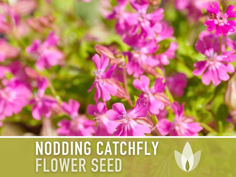 Nodding Catchfly Seeds – Rose Pink Blooms, Pollinator Garden (100 Seeds ...