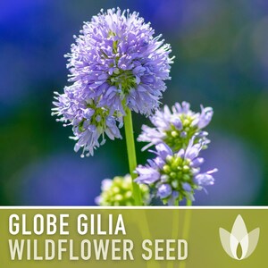 Globe Gilia Flower Seeds - Thimble Flower, Heirloom, Native Wildflower ...