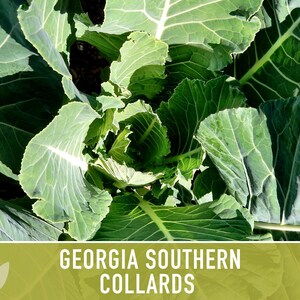 Georgia Southern Collards Heirloom Seeds - Etsy