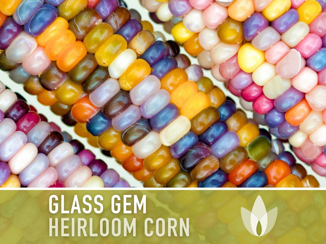 Glass Gem Corn Seeds - Heirloom Ornamental & Popcorn (25 Seeds) - Etsy