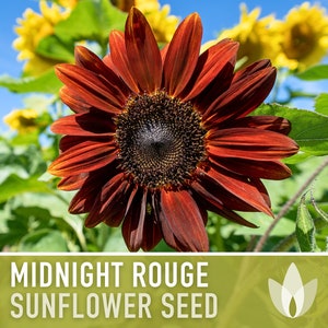 Midnight Rouge Sunflower Seeds - Heirloom Seeds, Deep Burgundy Blooms ...