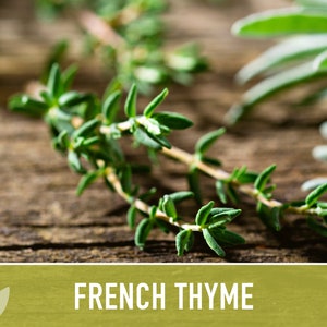 French Thyme Seeds - Culinary Herb, Medicinal Use, Non-gmo - Etsy