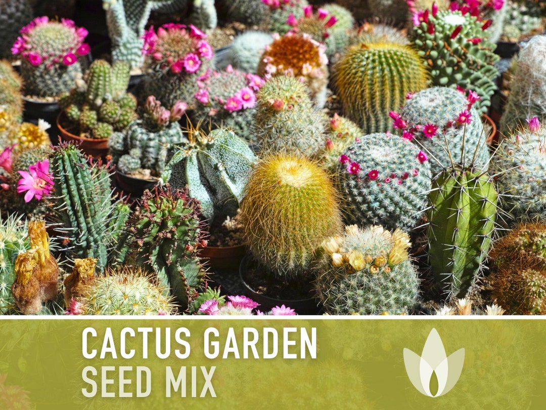Cactus Garden Seed Mix, Desert Native Plants, Easy Grow (50 Seeds) - Etsy