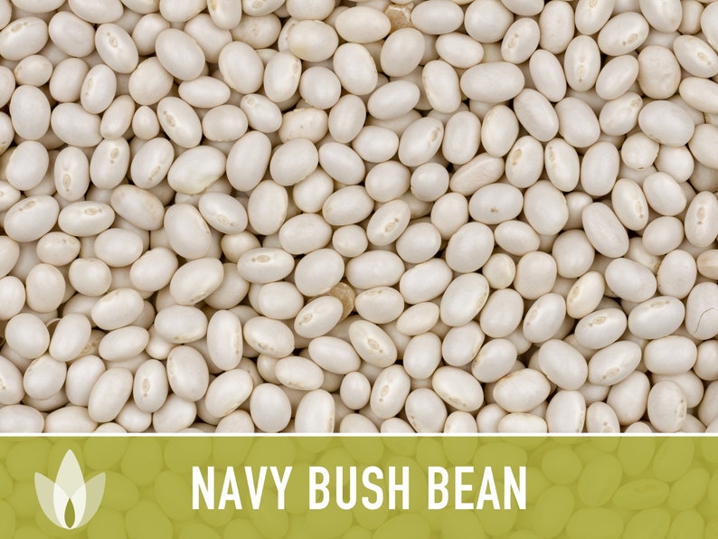 Navy Bean Seeds - Heirloom Bush Bean for Soup, Non-gmo - Etsy