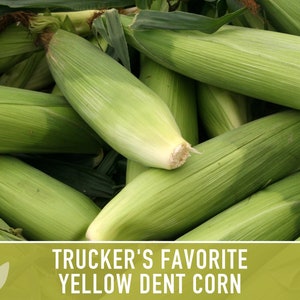 Trucker's Favorite Yellow Dent Corn Heirloom Seeds - 25 Seeds, Open ...