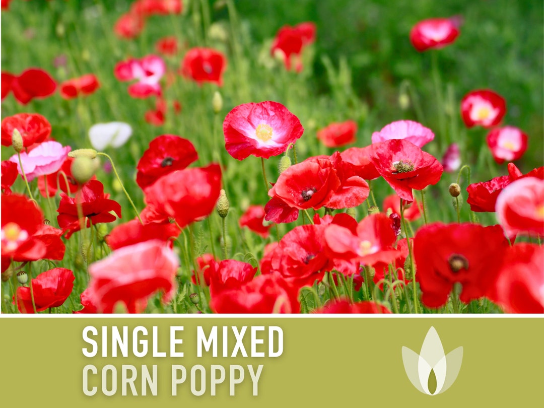 Single Mixed Corn Poppy, Heirloom Seeds - Flower Seeds, Cool Weather ...