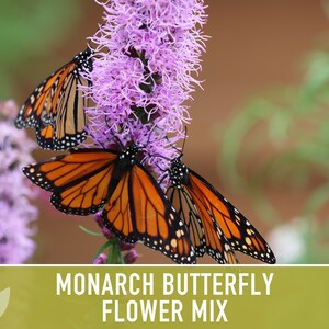 Monarch Butterfly Flower Seed Mix, Native Wildflower, Milkweed - Etsy