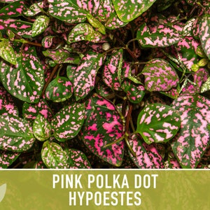 Pink Polka Dot Plant Seeds | 50+ Seeds, Heirloom, Houseplant, Shade ...