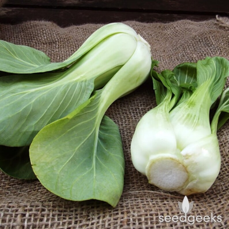 Pak Choi Chinese Cabbage Heirloom Seeds - Etsy