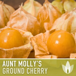 Aunt Molly's Ground Cherry Seeds | 30+ Seeds, Heirloom Fruit for Salsa ...