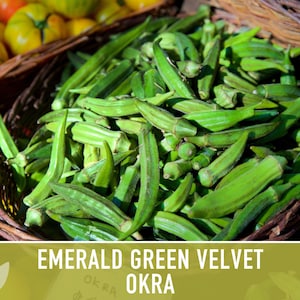 Emerald Green Velvet Okra Seeds Heirloom Seeds Open - Etsy