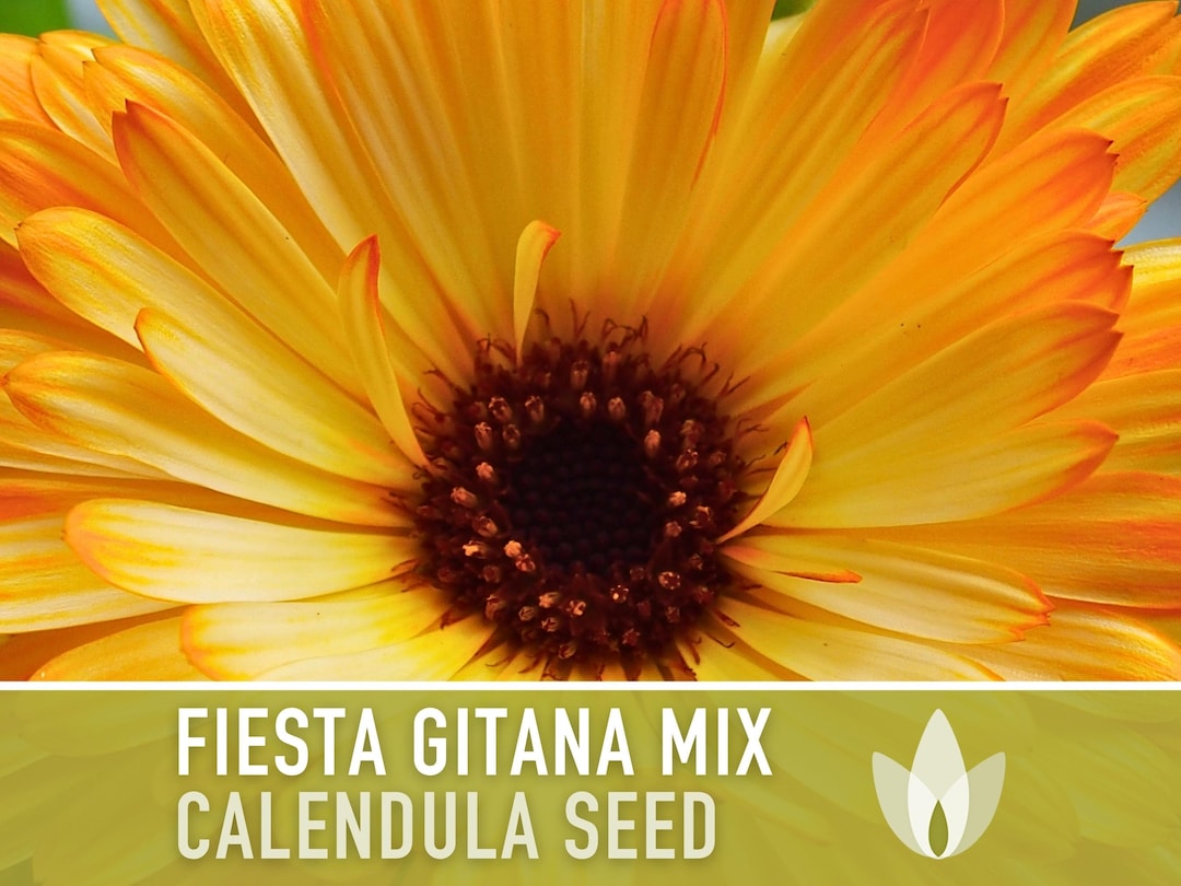 Fiesta Gitana Calendula Flower Seeds - Heirloom Seeds, Cut Flower ...
