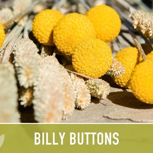 Billy Buttons Flower Seeds | 50+ Seeds, Heirloom Wildflower, Yellow ...