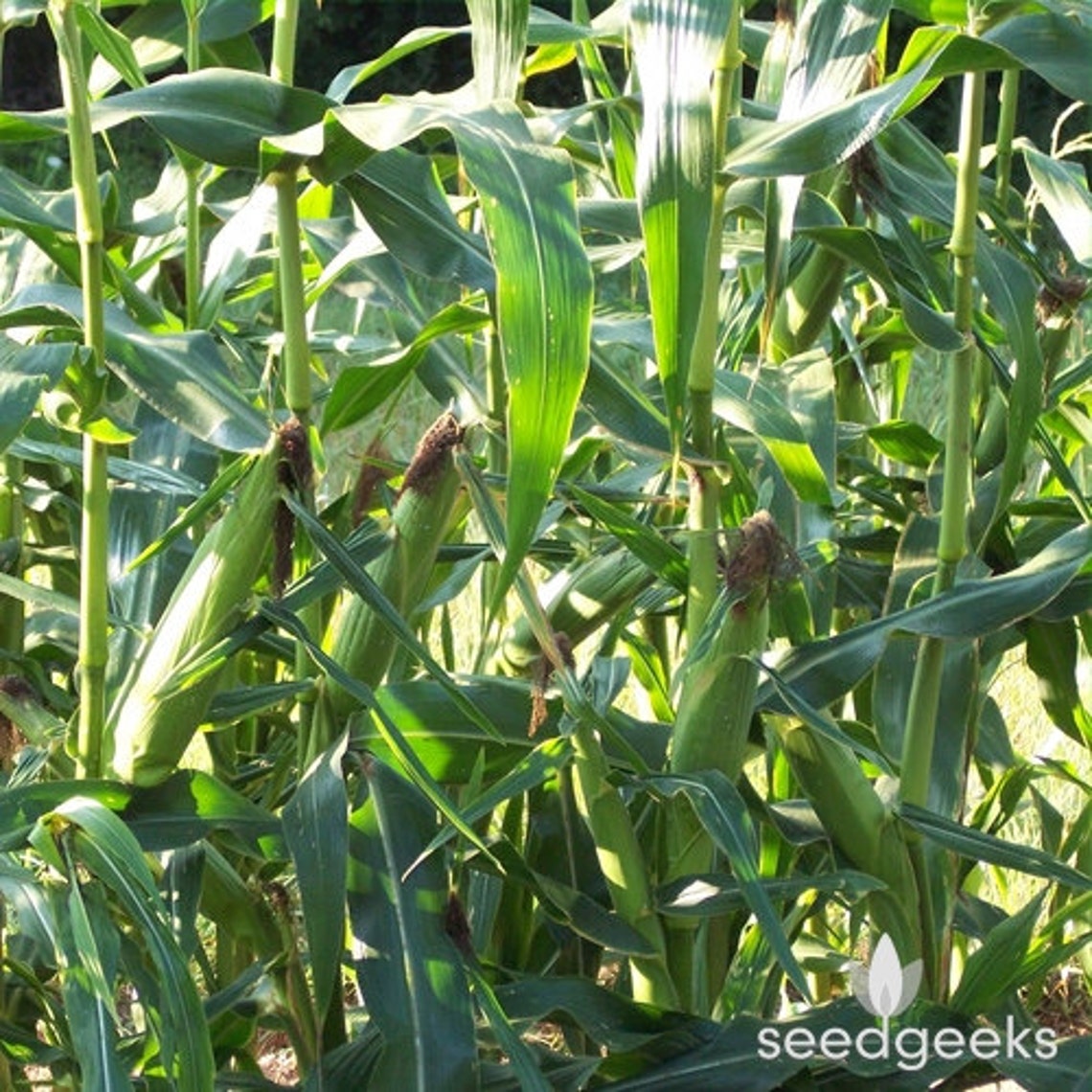 Golden Bantam 8-row Sweet Corn Heirloom Seeds - Etsy