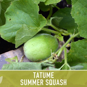 Tatume Summer Squash Seeds - Heirloom, Tatuma, Calabacita, Drought ...
