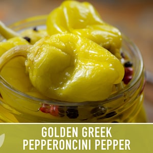 Golden Greek Pepperoncini Pepper Heirloom Seeds - Pickled Pepper, Greek ...