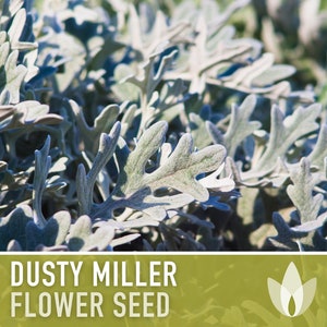Dusty Miller Flower Seeds - Heirloom Seeds, Silverdust, Cineraria ...
