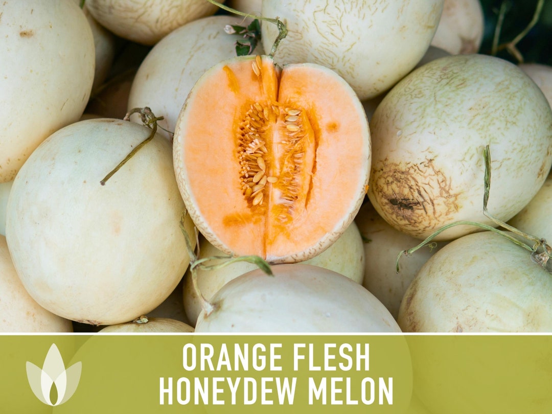 Honeydew Melon Orange Flesh Seeds Heirloom Seeds Creamy - Etsy