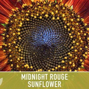 Midnight Rouge Sunflower Seeds - Heirloom Seeds, Deep Burgundy Blooms ...