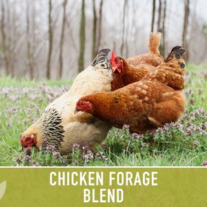 Chicken Forage Heirloom Seed Mix - 1 Ounce, Omega 3, Backyard Chickens ...