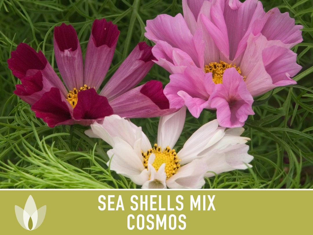 Cosmos Sea Shells Mix Flower Seeds Heirloom Seeds Cut - Etsy