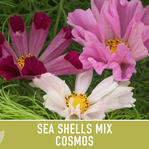 Cosmos, Sea Shells Mix Flower Seeds - Heirloom Seeds, Cut Flowers ...