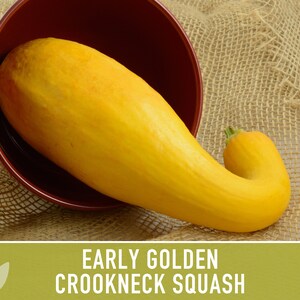 Early Golden Crookneck Summer Squash Heirloom Seeds - Prolific, Buttery ...