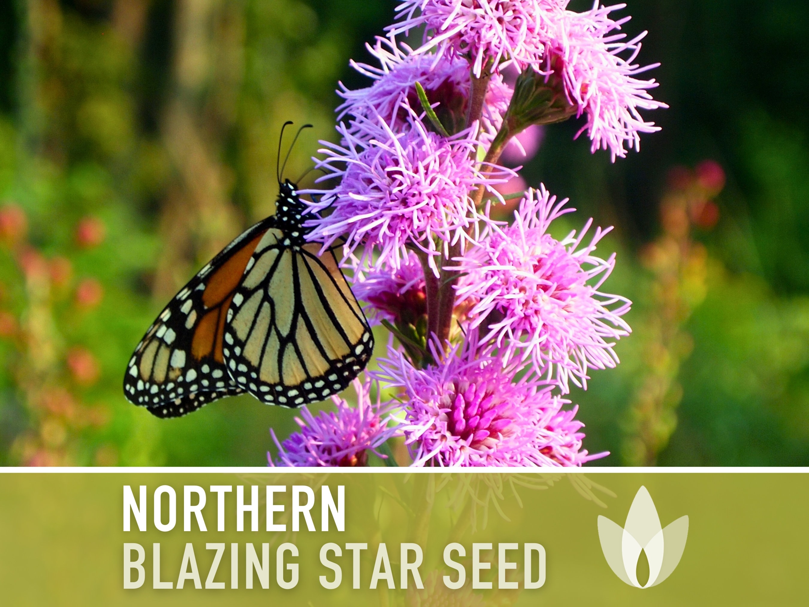 Northern Blazing Star Flower Seeds - Heirloom Seeds, Native Seeds ...