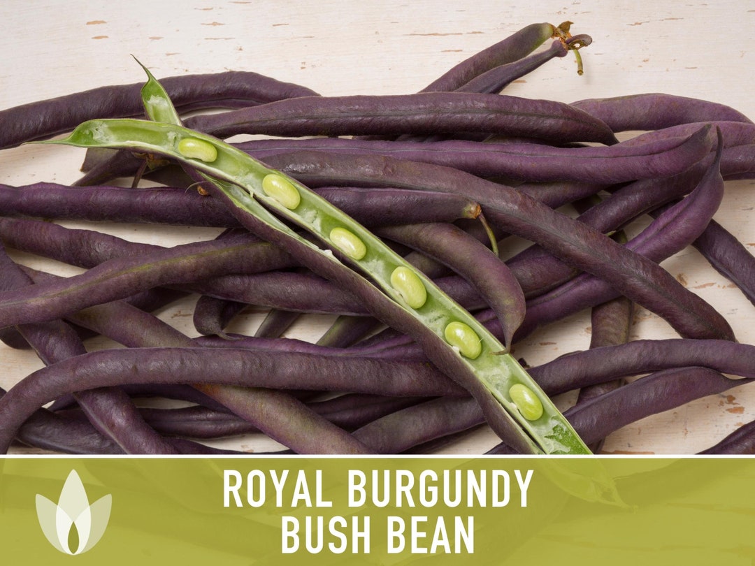Royal Burgundy Bush Bean Seeds Heirloom Stringless Open - Etsy