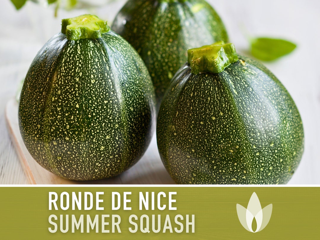 Ronde De Nice Summer Squash Zucchini Heirloom Seeds - South of France ...