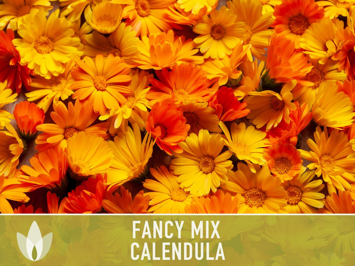 Calendula Officinalis Fancy Mix Heirloom Seeds Flower Seeds - Etsy