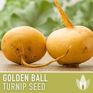 Golden Ball Turnip Heirloom Seeds - Etsy