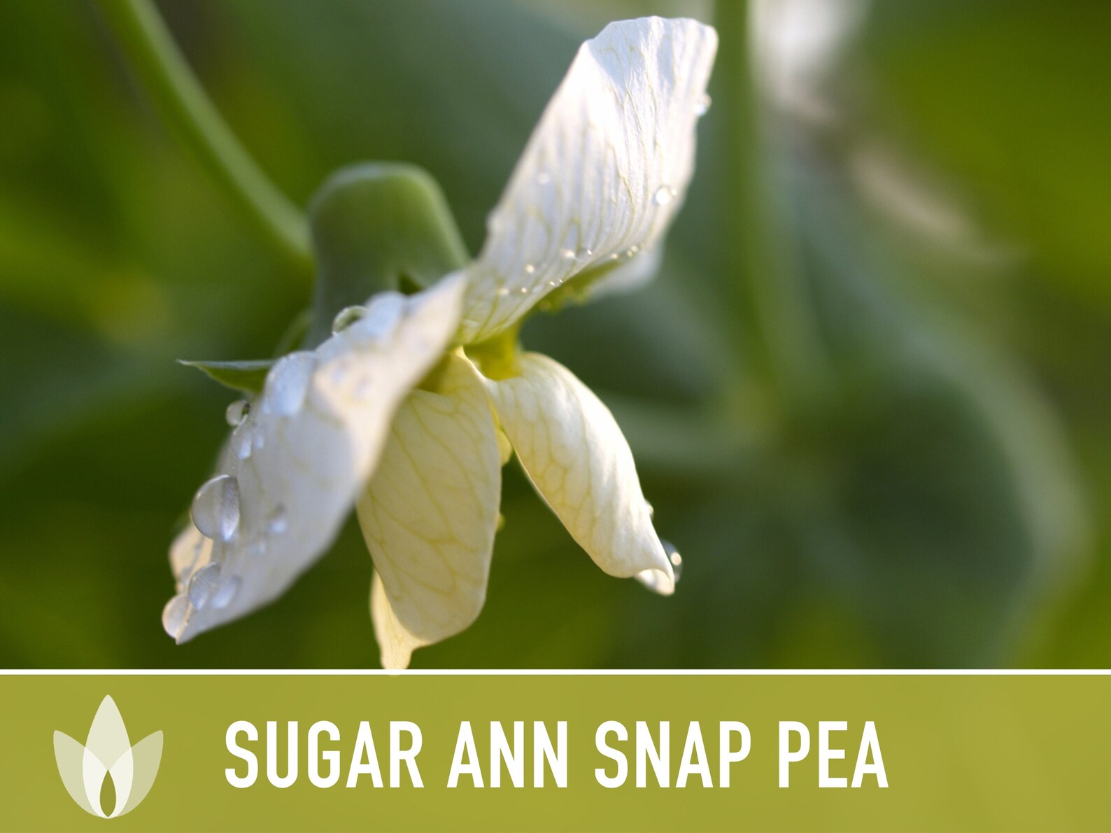 Sugar Ann Snap Pea Heirloom Seeds - Etsy