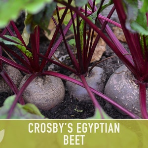 Crosby's Egyptian Beet Seeds - Heirloom, Early Maturing (150 Seeds) - Etsy