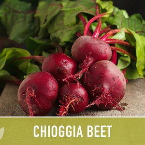 Chioggia Beet Seeds - Heirloom Seeds, Candy Cane, Bullseye Beet, Open ...