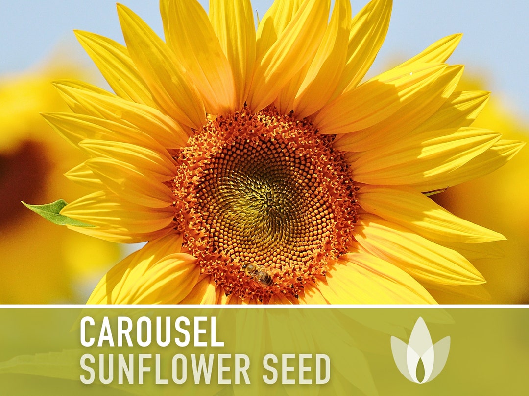 Carousel Sunflower Seeds - Heirloom Seeds, Compact Sunflower ...