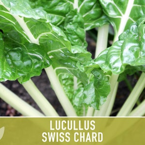 Lucullus Swiss Chard Heirloom Seeds - Etsy