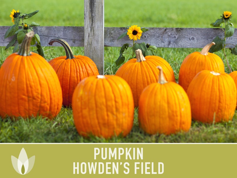 Howden's Field Pumpkin Heirloom Seeds - Jack-o-lantern Pumpkin Seeds ...